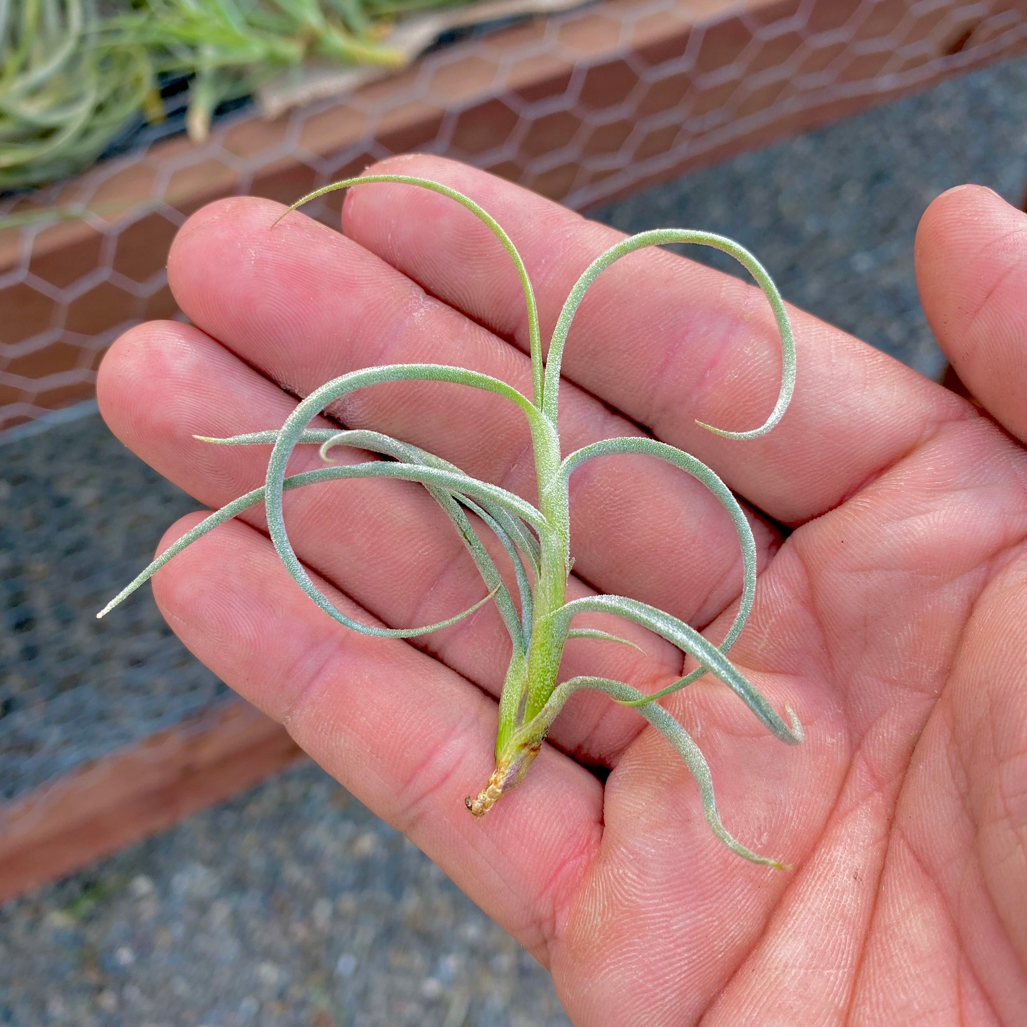 Crocata Giant Form (Singles and Clumps) | Air Plant Hub