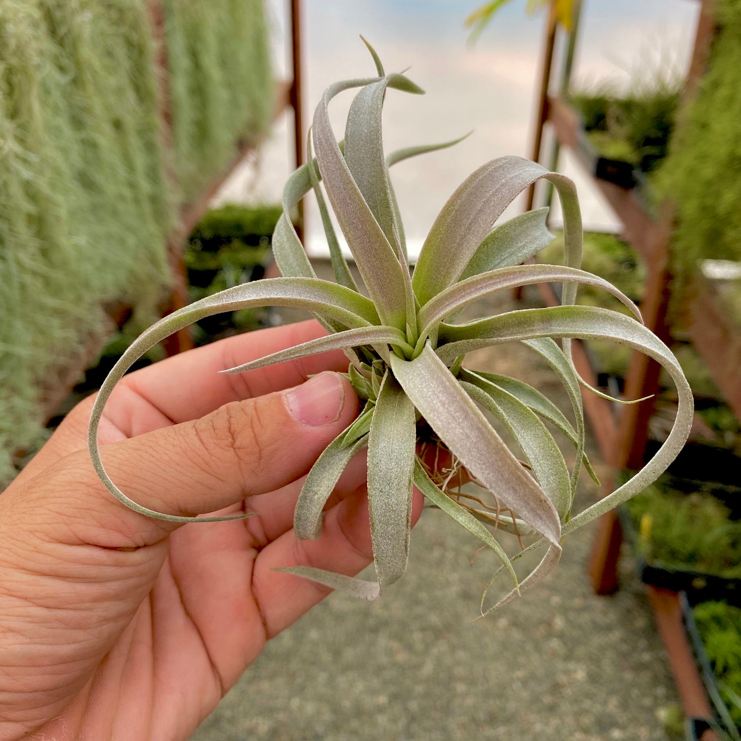 Shop All Air Plants | Air Plant Hub
