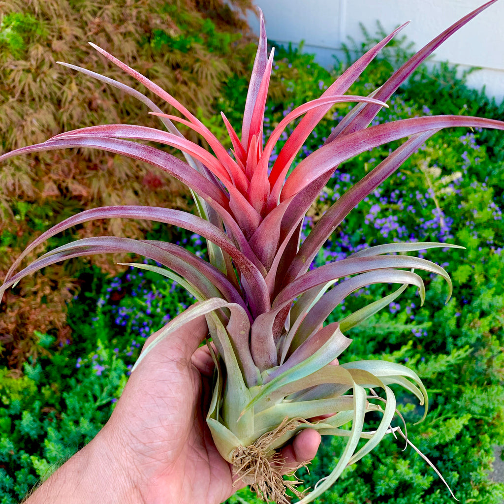 Capitata Coral Beautiful Red Color! | Air Plant Hub