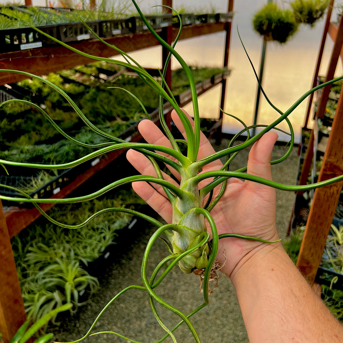 Bulbosa Belize Giant Form – Air Plant Hub