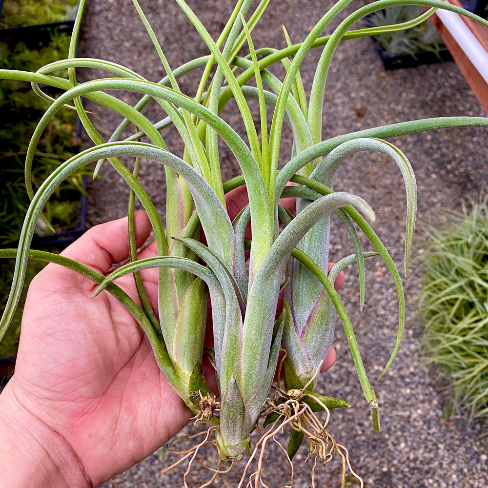 Shop All Air Plants | Air Plant Hub