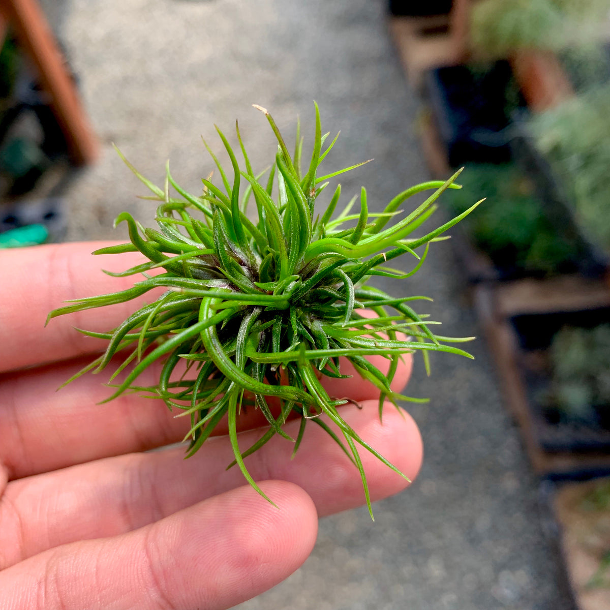 Bulbosa (Miniature Brazilian Form) Clump – Air Plant Hub