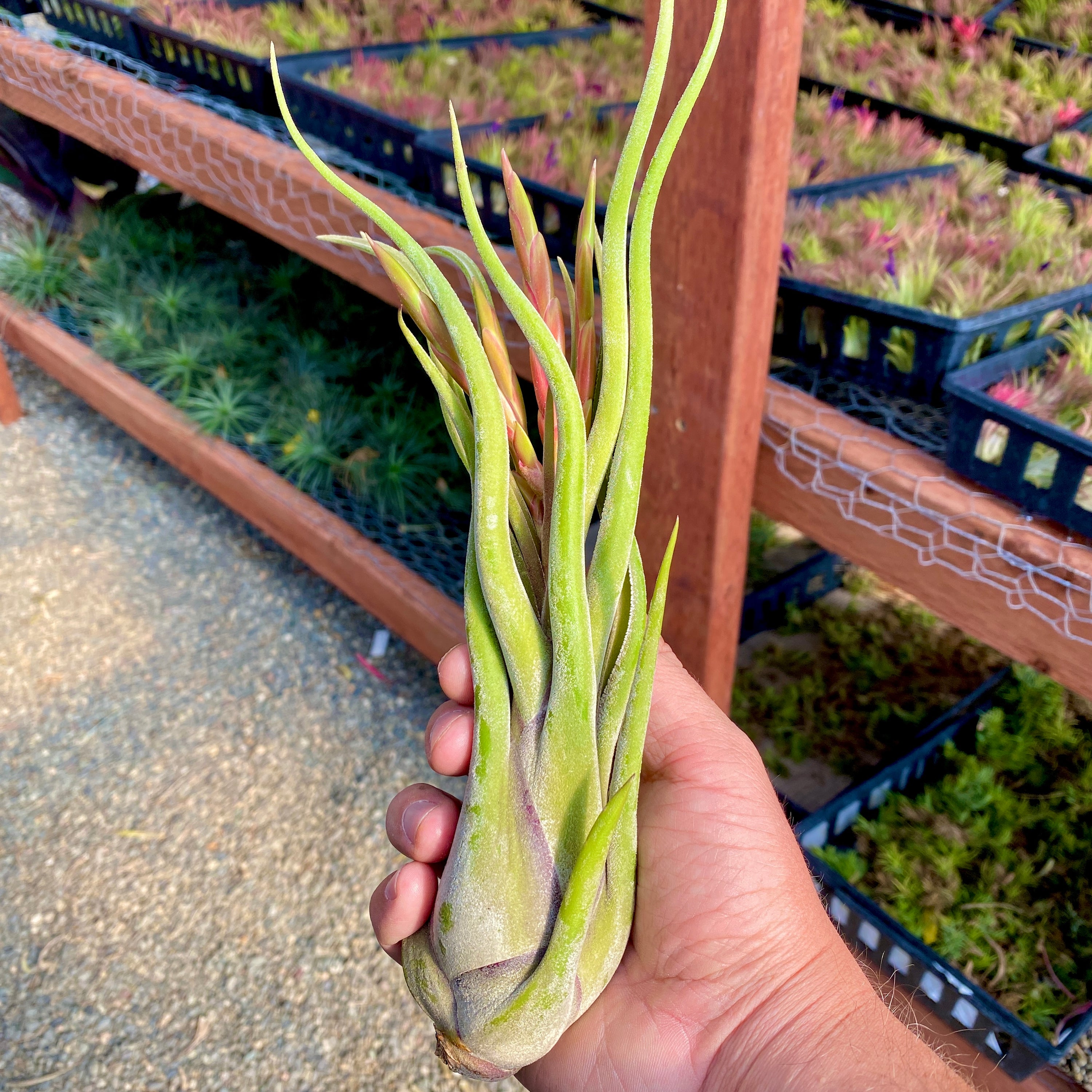 Caput Medusae (Beginner Friendly!) | Air Plant Hub