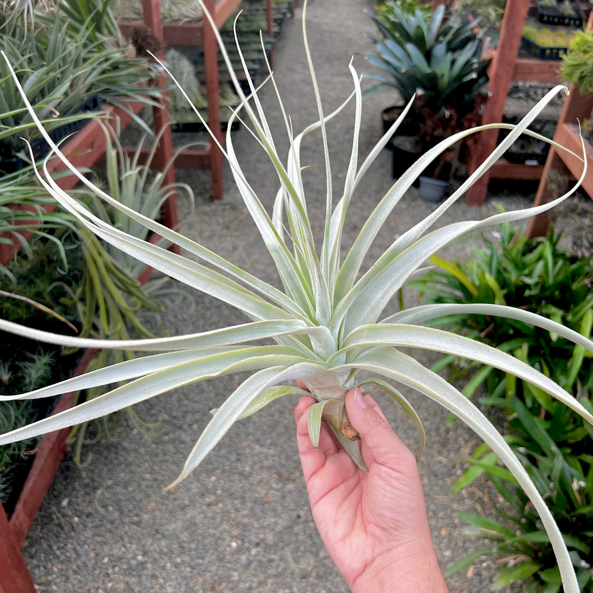 Straminea Fuzzy Giant XL – Air Plant Hub
