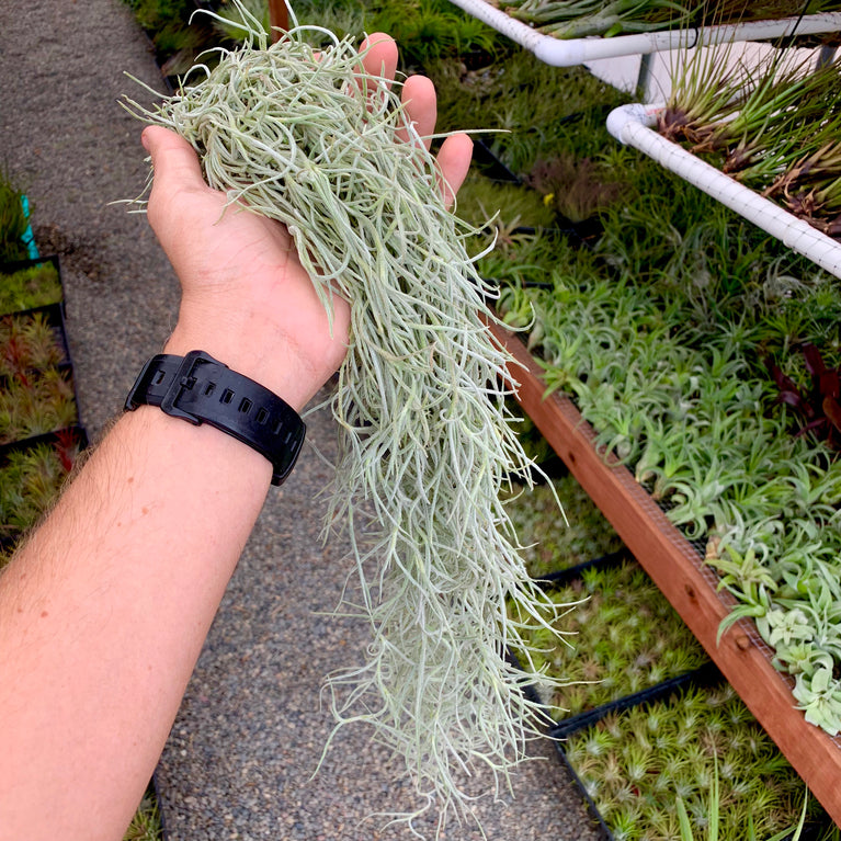 Usneoides (Spanish Moss) White On Hanging Wire! – Air Plant Hub