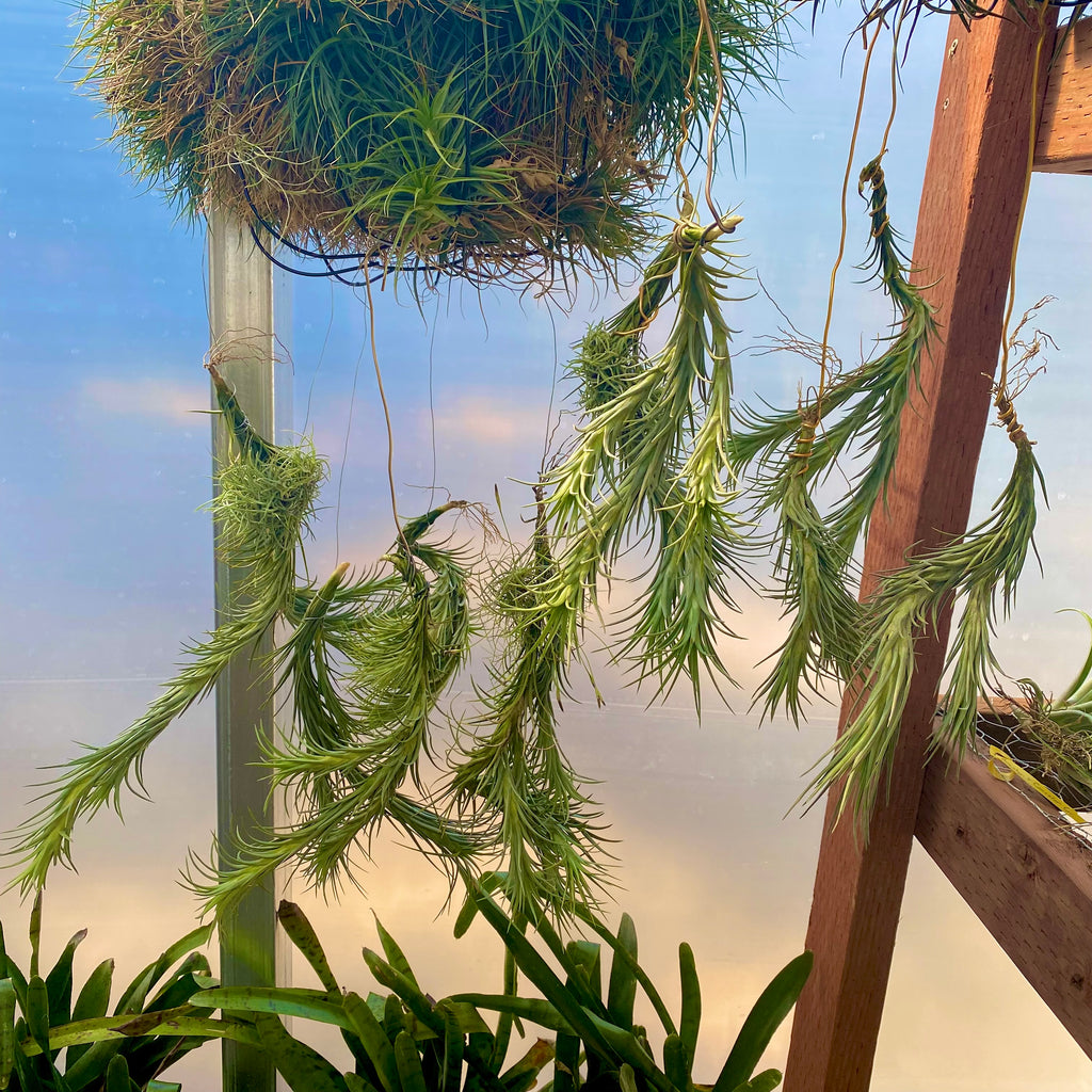 Products | Air Plant Hub