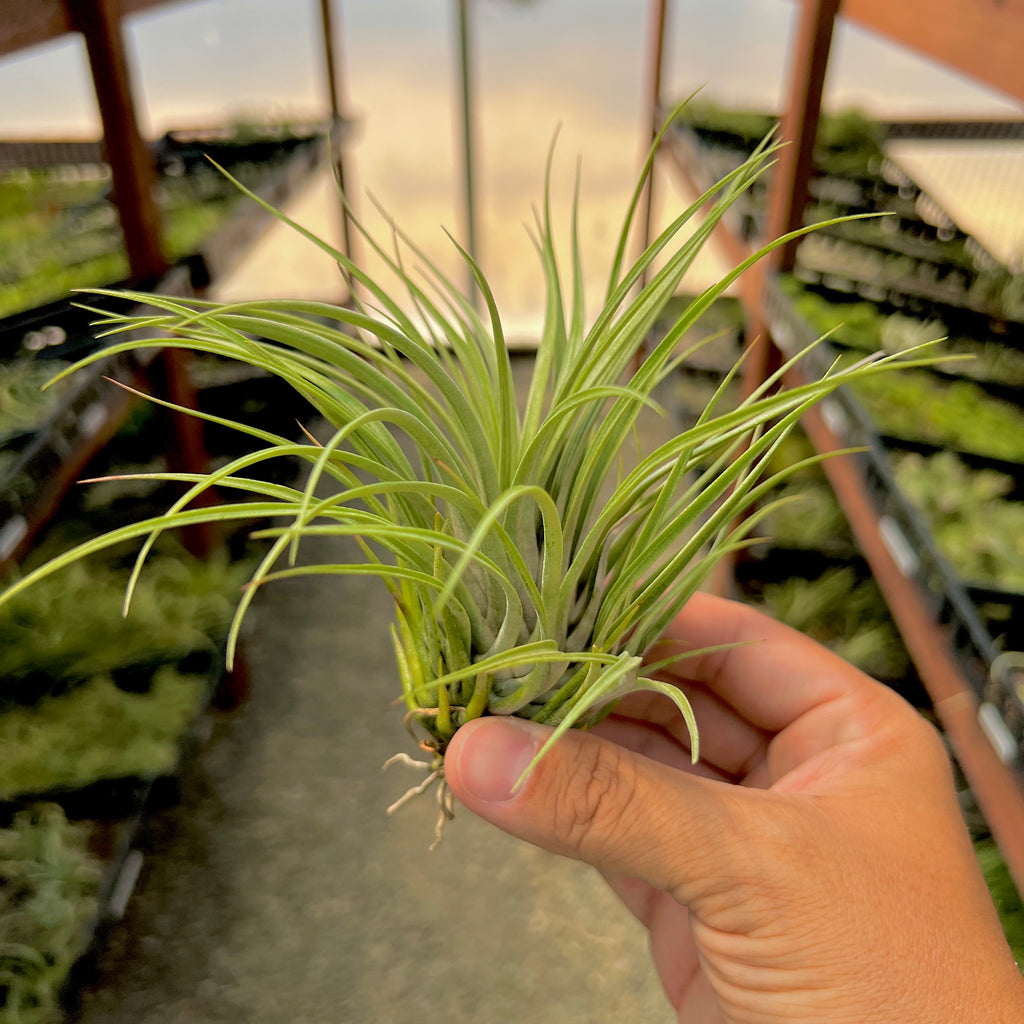 Shop All Air Plants | Air Plant Hub
