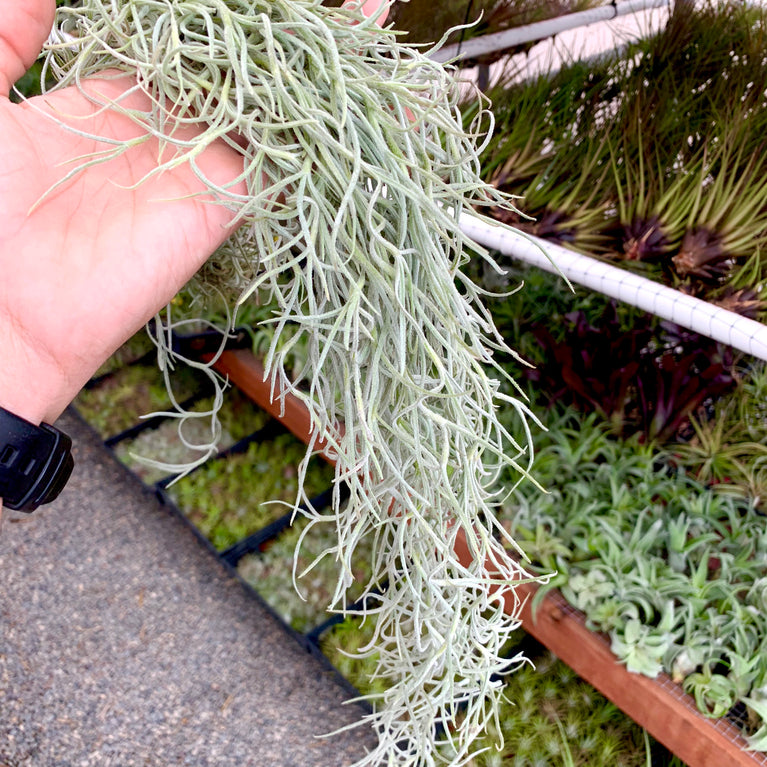 Usneoides (Spanish Moss) White On Hanging Wire! – Air Plant Hub
