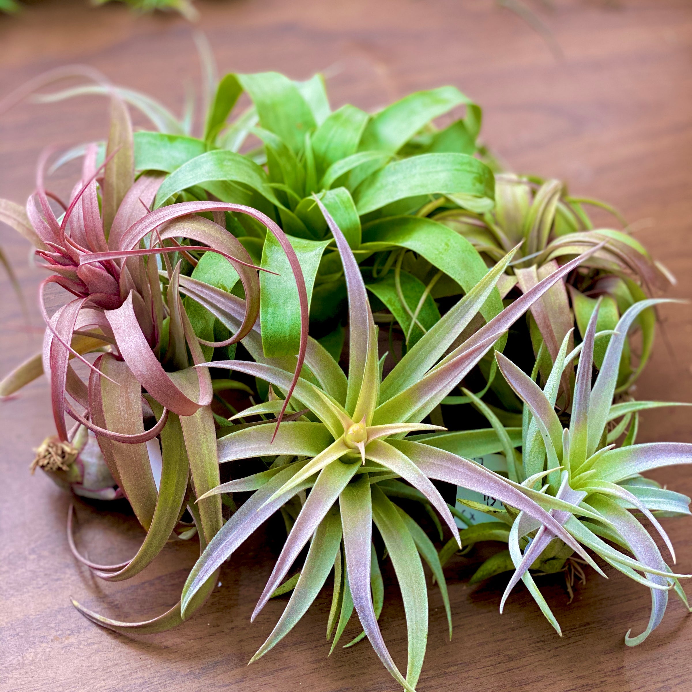 Shop All Air Plants | Air Plant Hub
