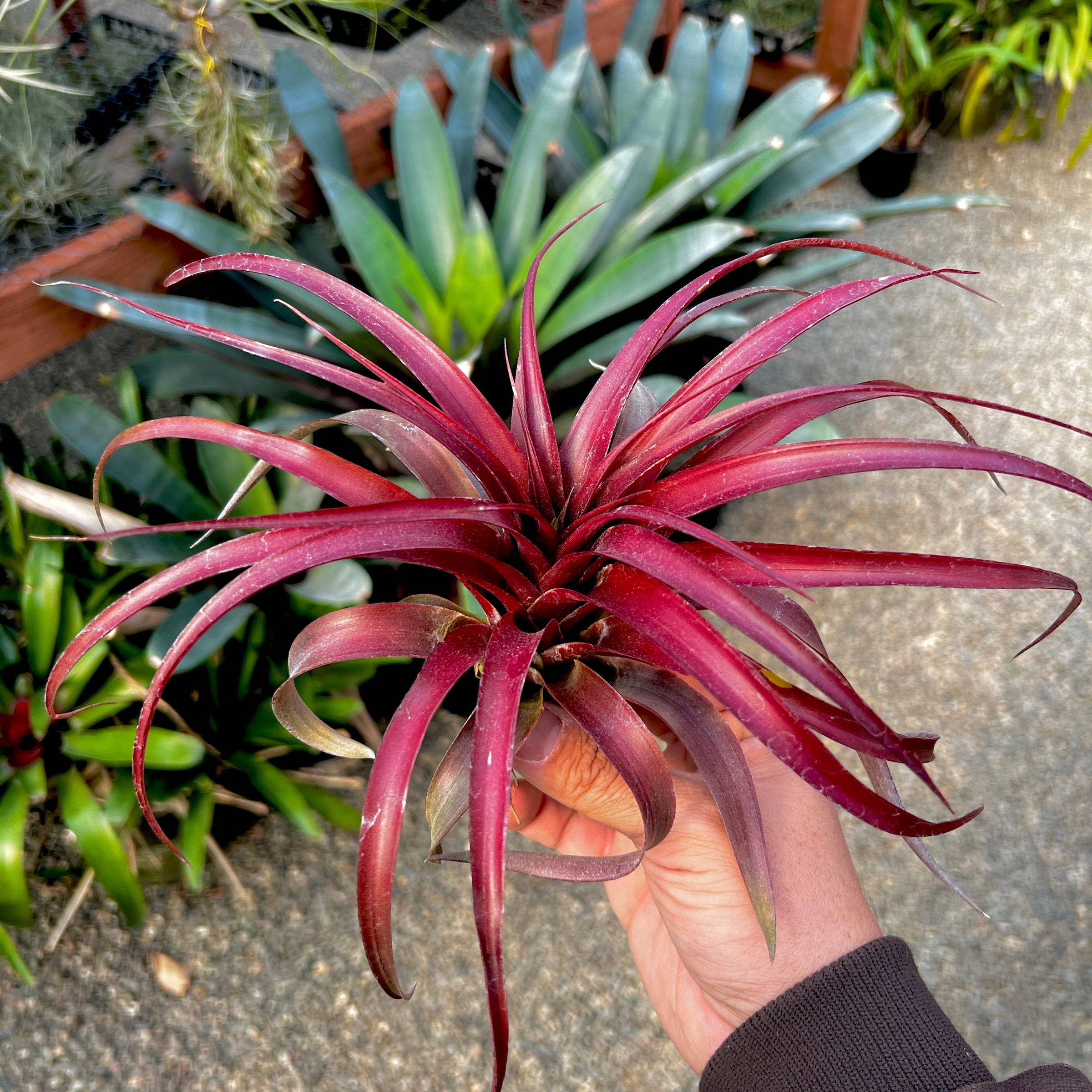 Everything You Need To Know About Air Plant Care | Air Plant Hub