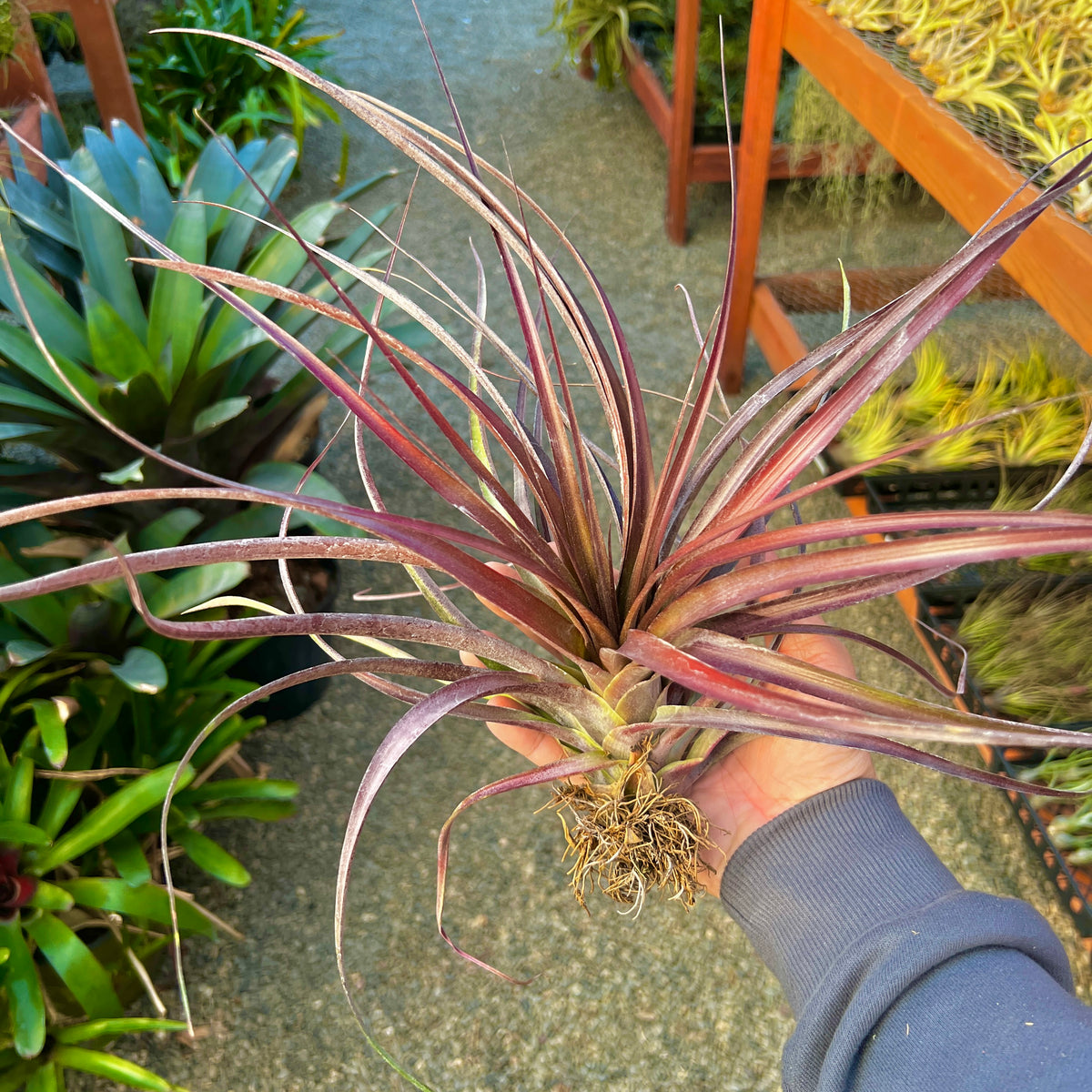 Capitata Maroon Giant – Air Plant Hub