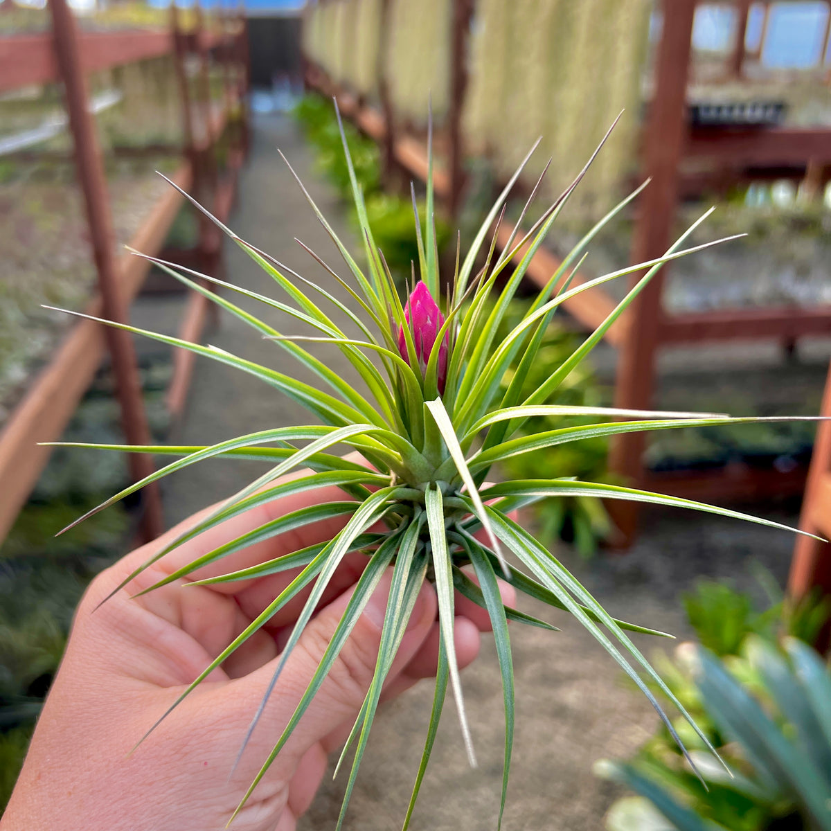 Assorted Blooming / Budding Air Plant (Medium) – Air Plant Hub